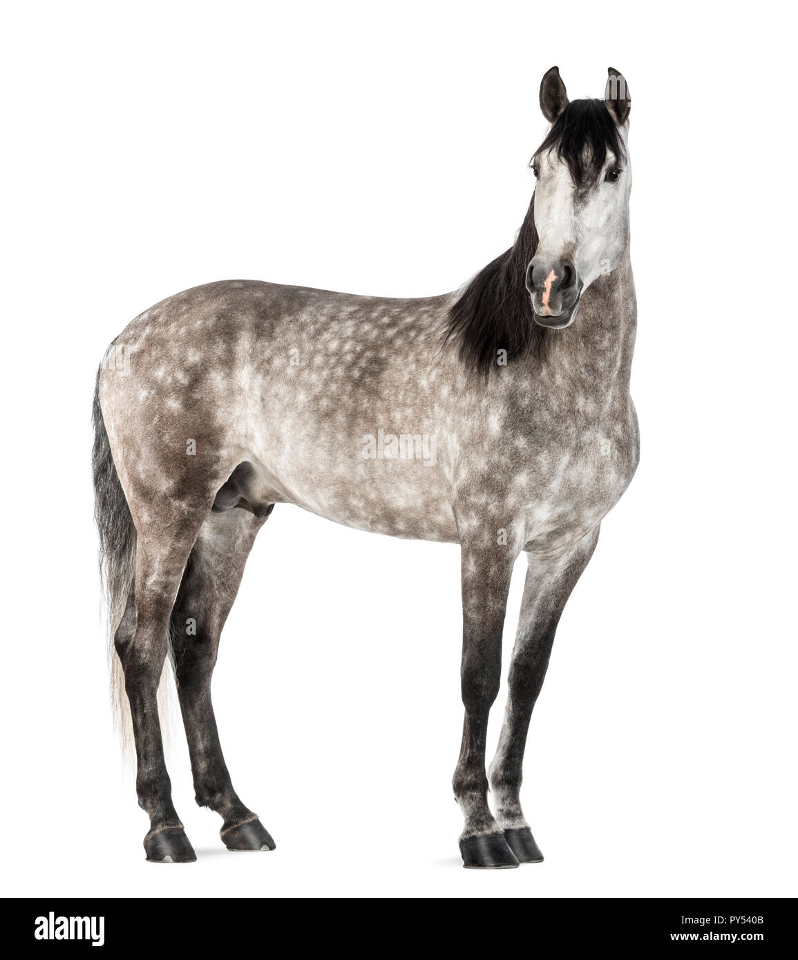 Andalusian, 7 years old, also known as the Pure Spanish Horse or PRE ...