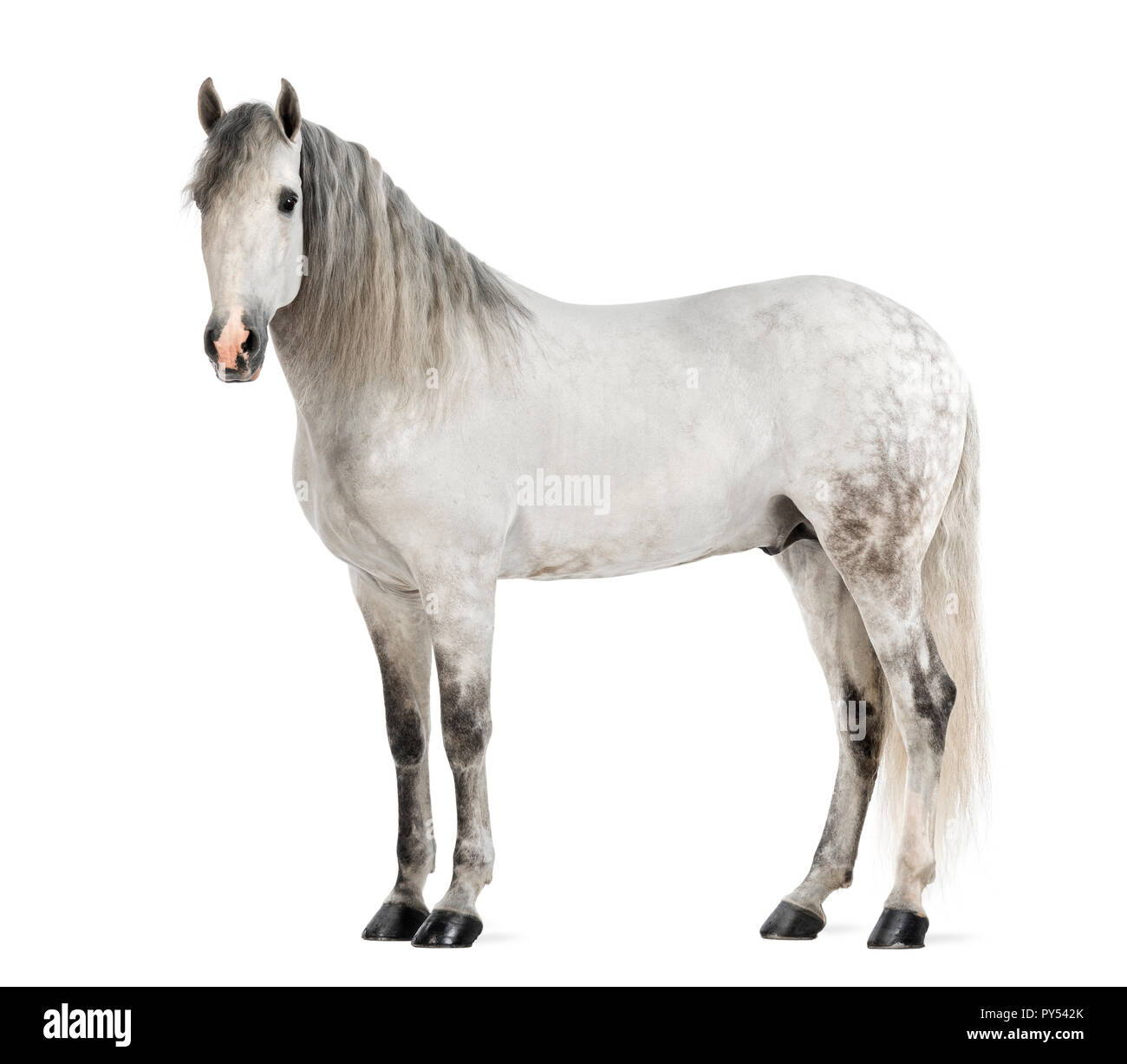 Male Andalusian, 7 years old, also known as the Pure Spanish Horse or ...