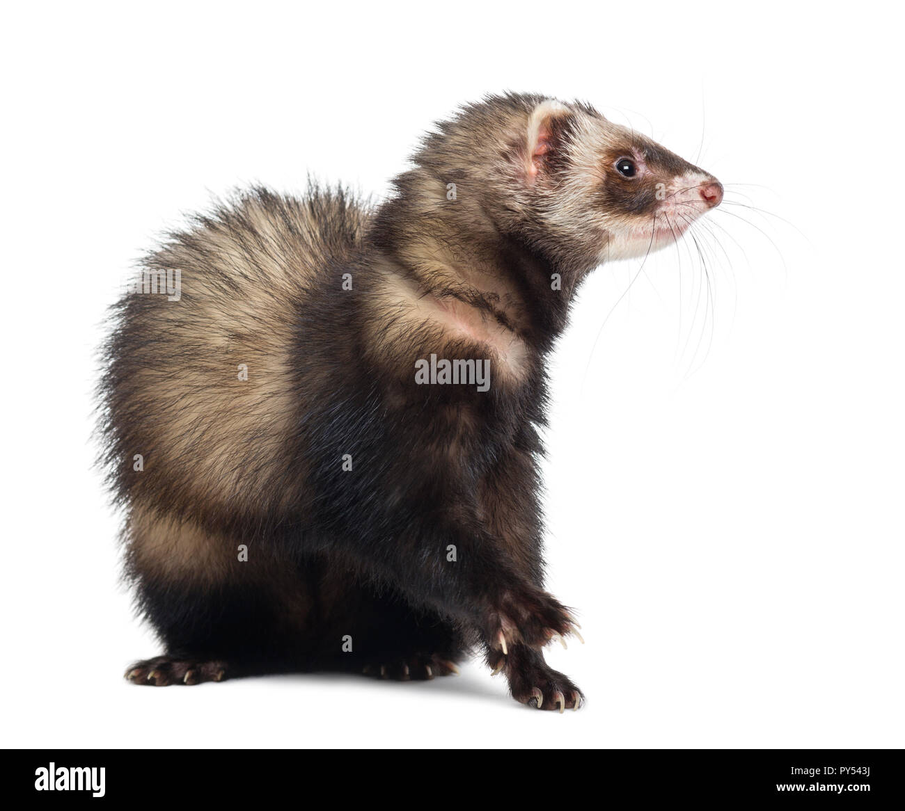Ferret sitting and looking right, isolated on white Stock Photo - Alamy
