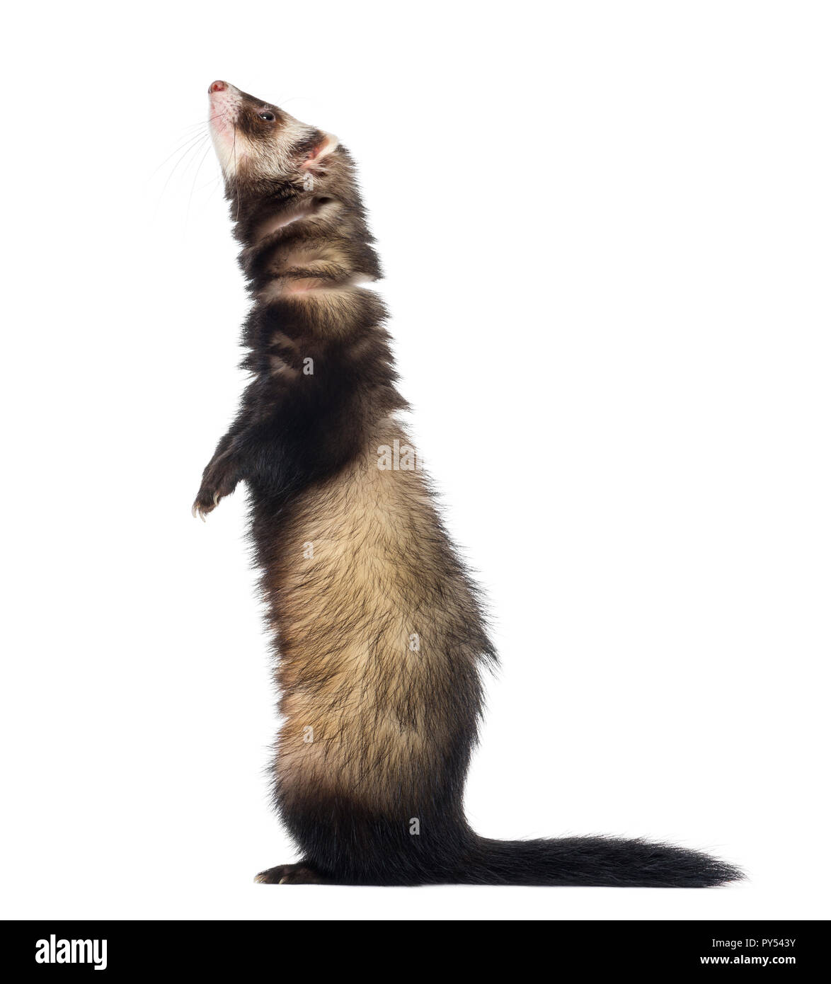 Ferret standing on hind legs and looking up, isolated on white Stock ...