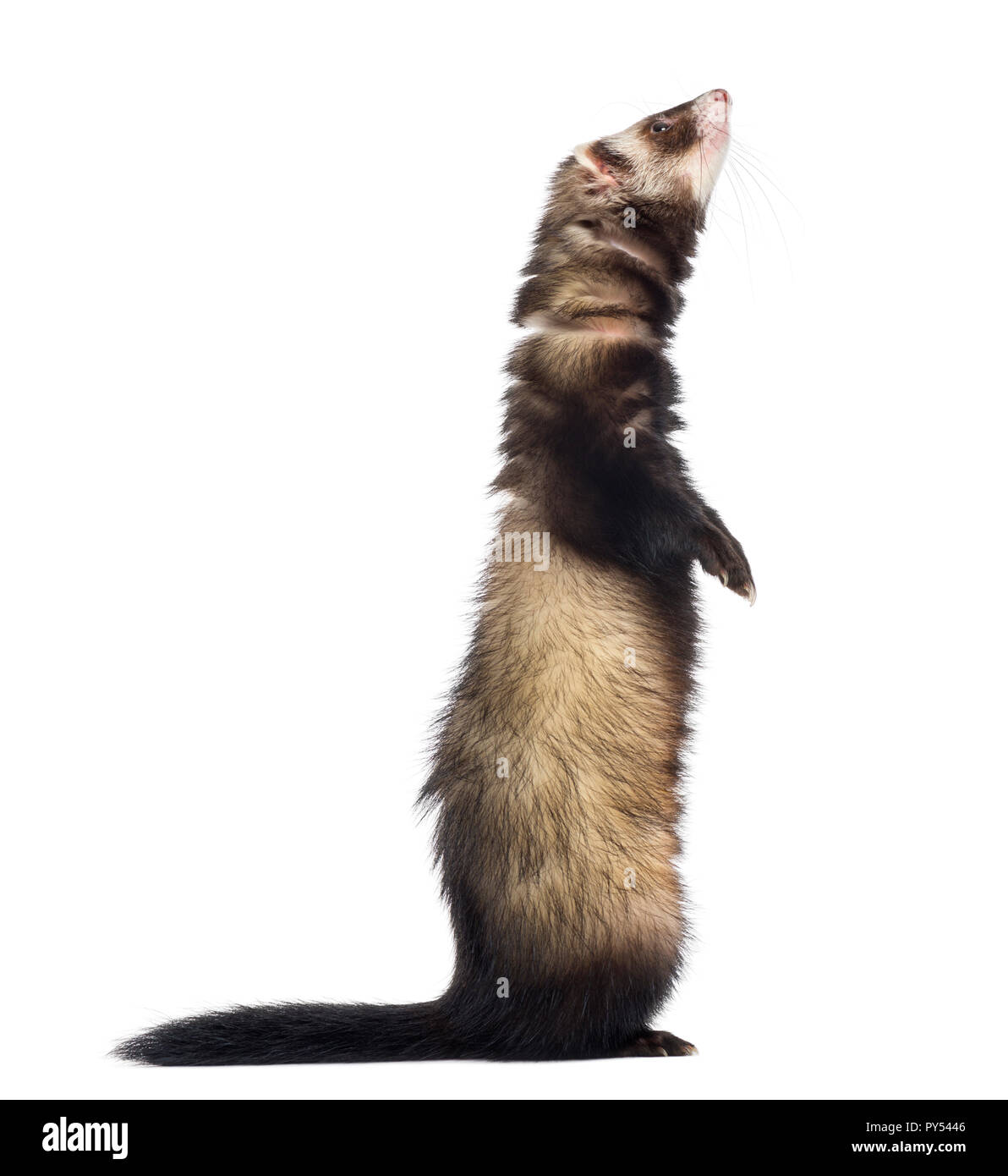 Ferret mustela putorius furo standing hi-res stock photography and ...