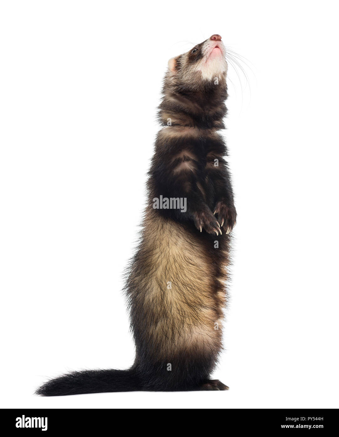 Ferret standing on hind legs and looking up, isolated on white Stock ...