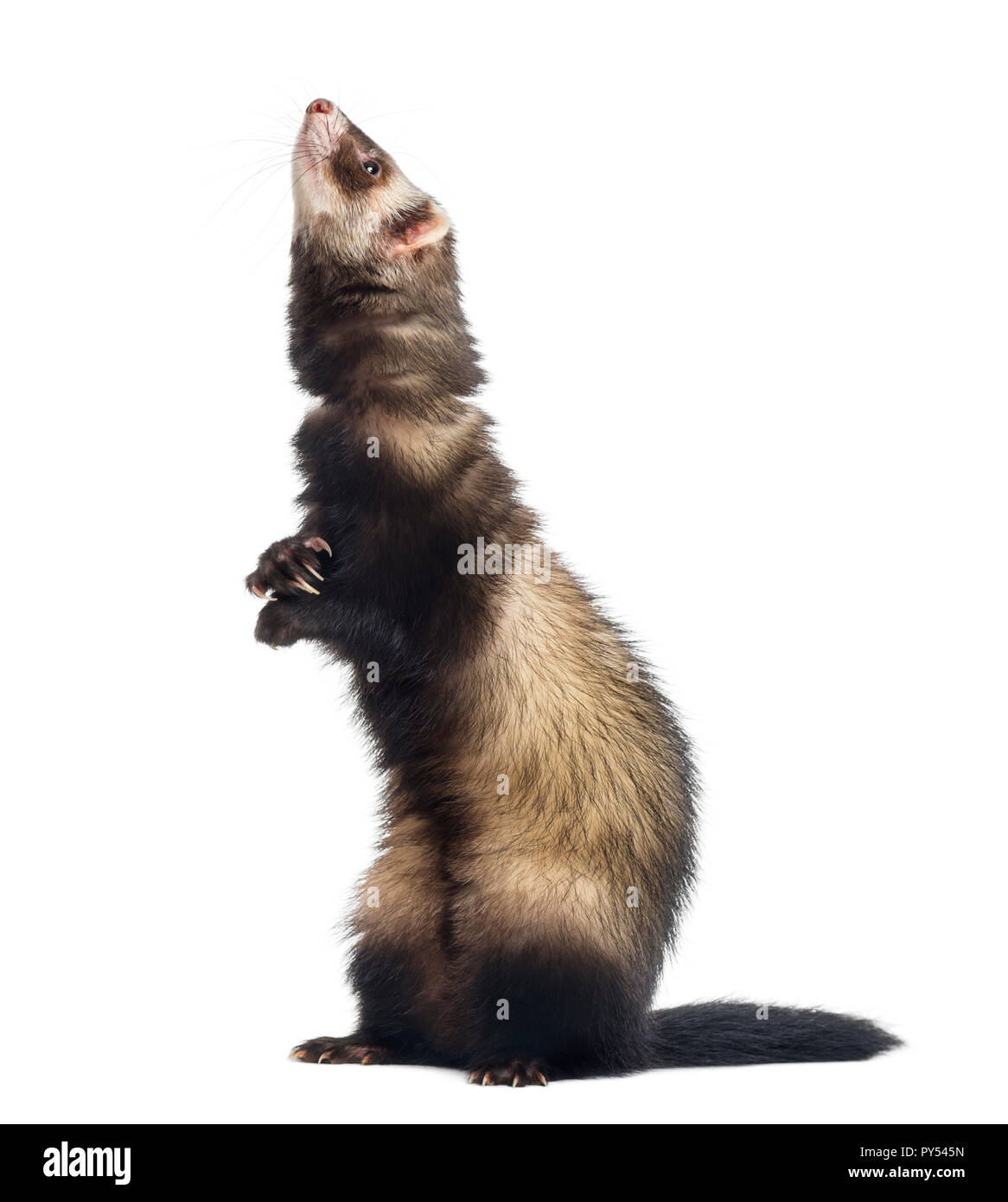 Ferret standing on hind legs and looking up in front of white ...