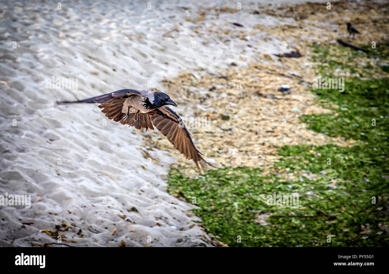 Crow flying wings detail hi-res stock photography and images - Alamy