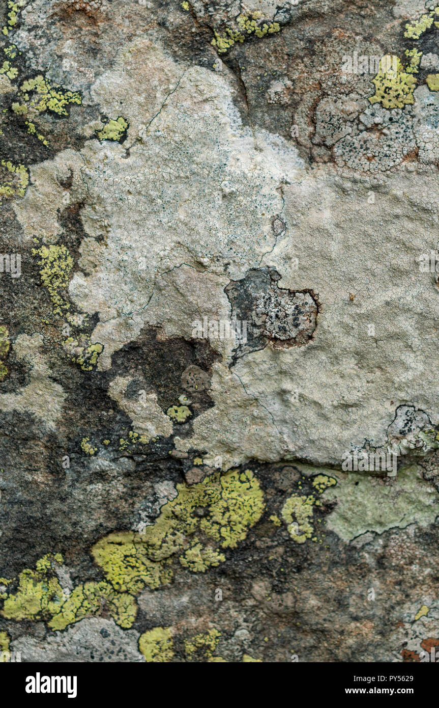 Lichen in stone Stock Photo - Alamy