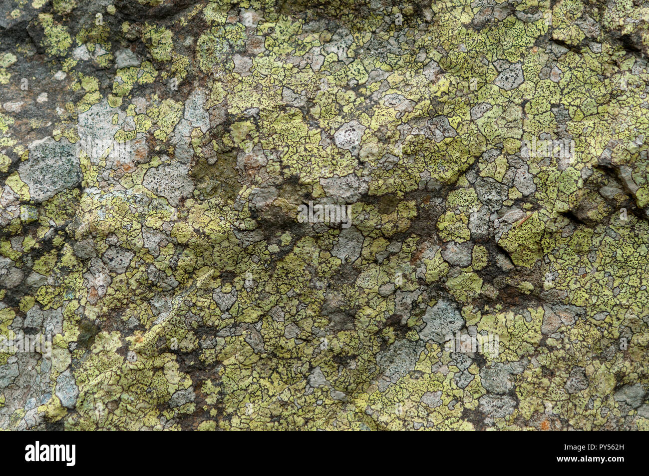Lichen in stone Stock Photo - Alamy