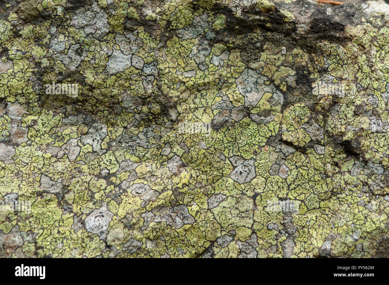 Seamless texture gray granite rock with lichen hi-res stock photography ...