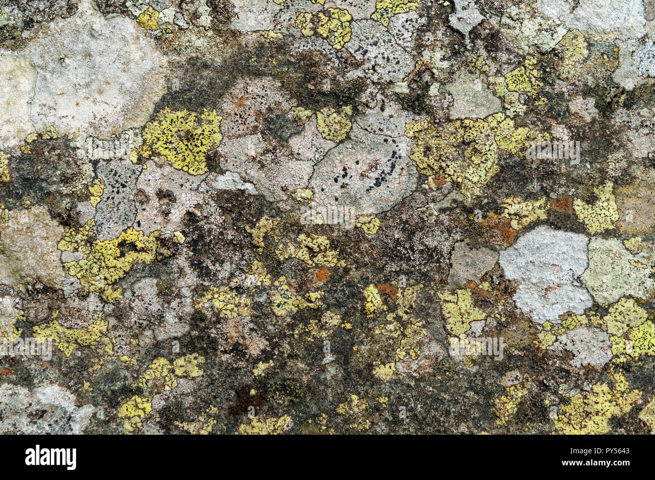 Lichen in stone Stock Photo - Alamy