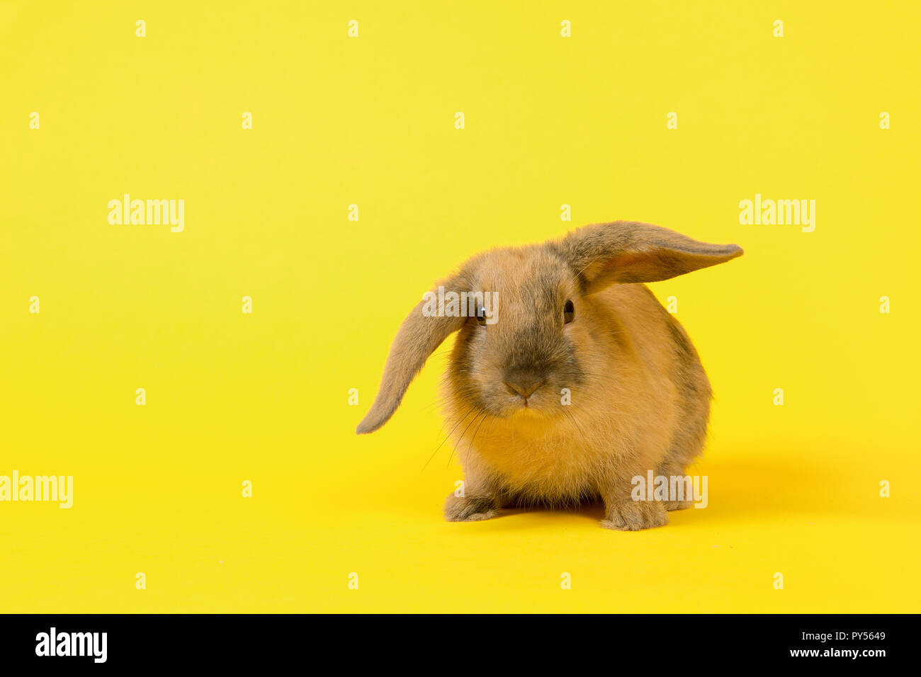 Cute rabbit seen from the front on a yellow background with copy space ...