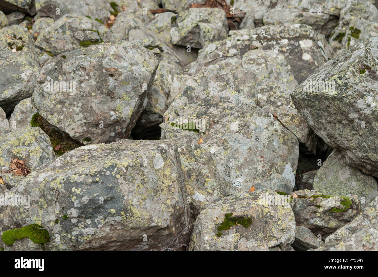 Lichen in stone Stock Photo - Alamy