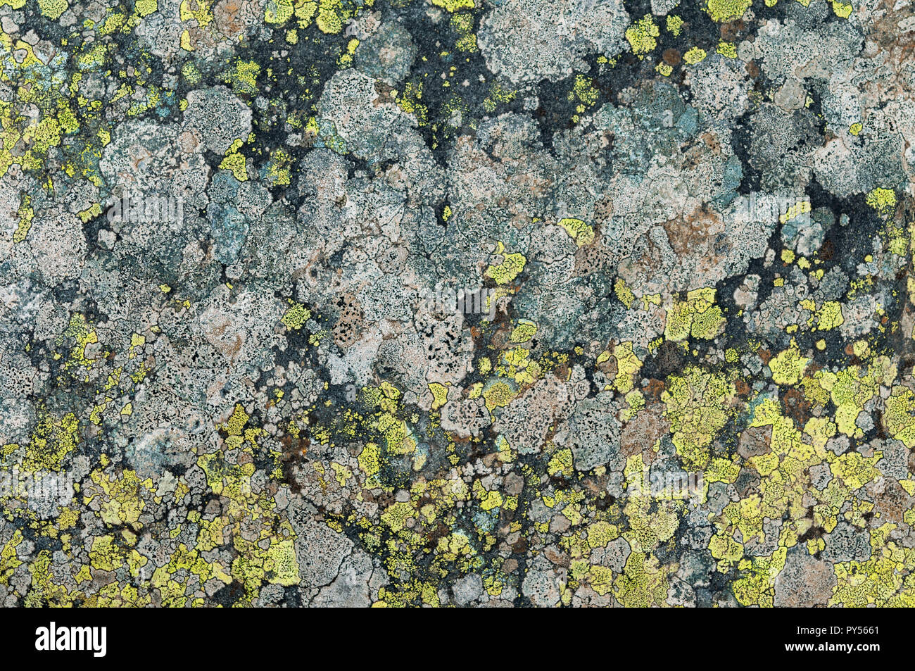 Lichen in stone Stock Photo - Alamy