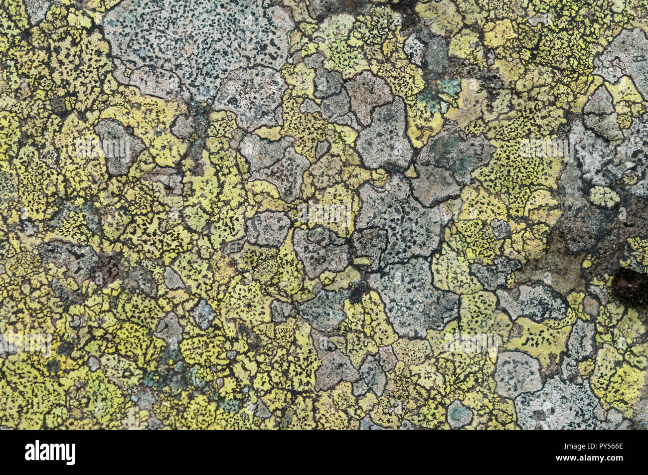 Lichen in stone Stock Photo - Alamy
