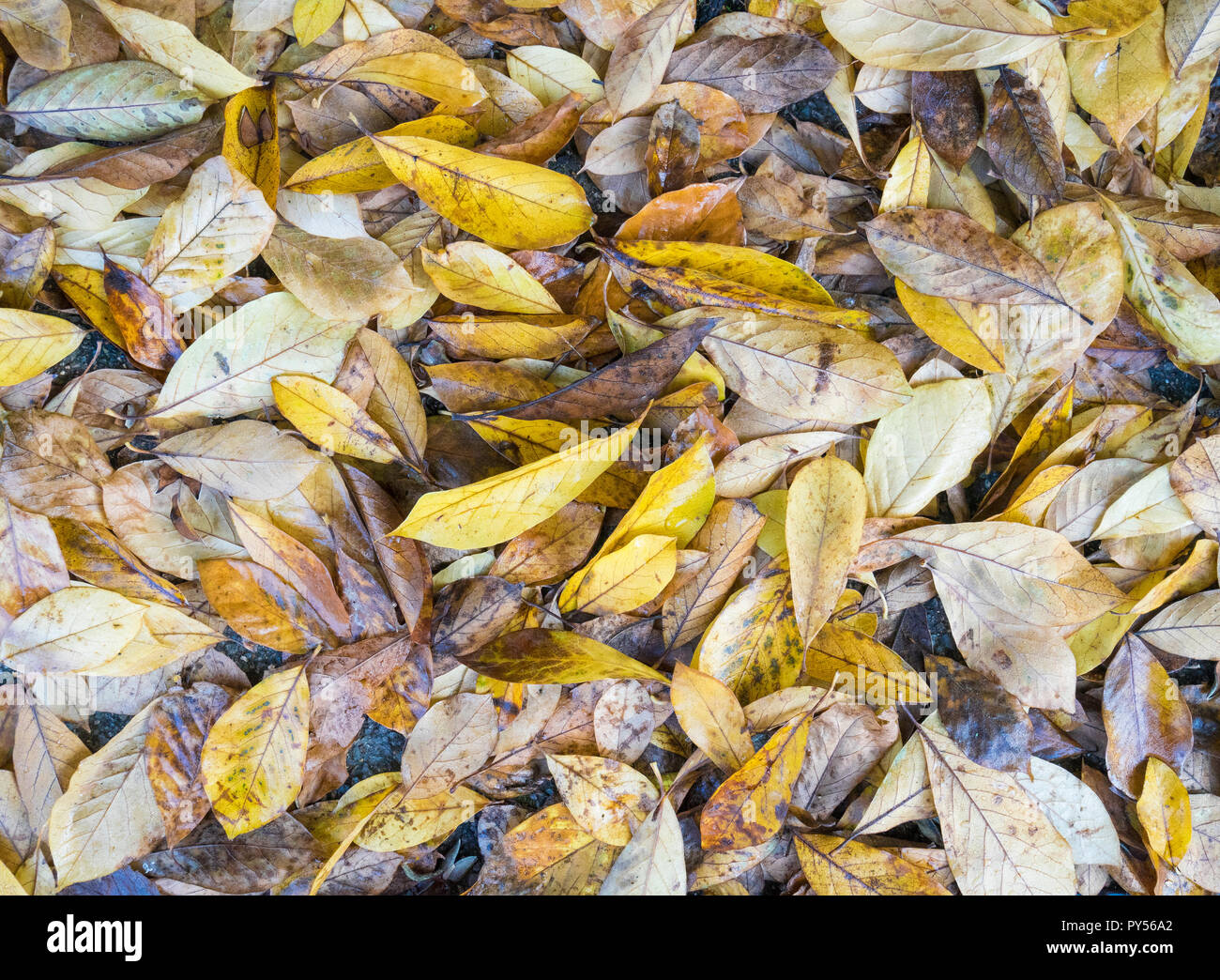Gold magnolia fall leaves hi-res stock photography and images - Alamy