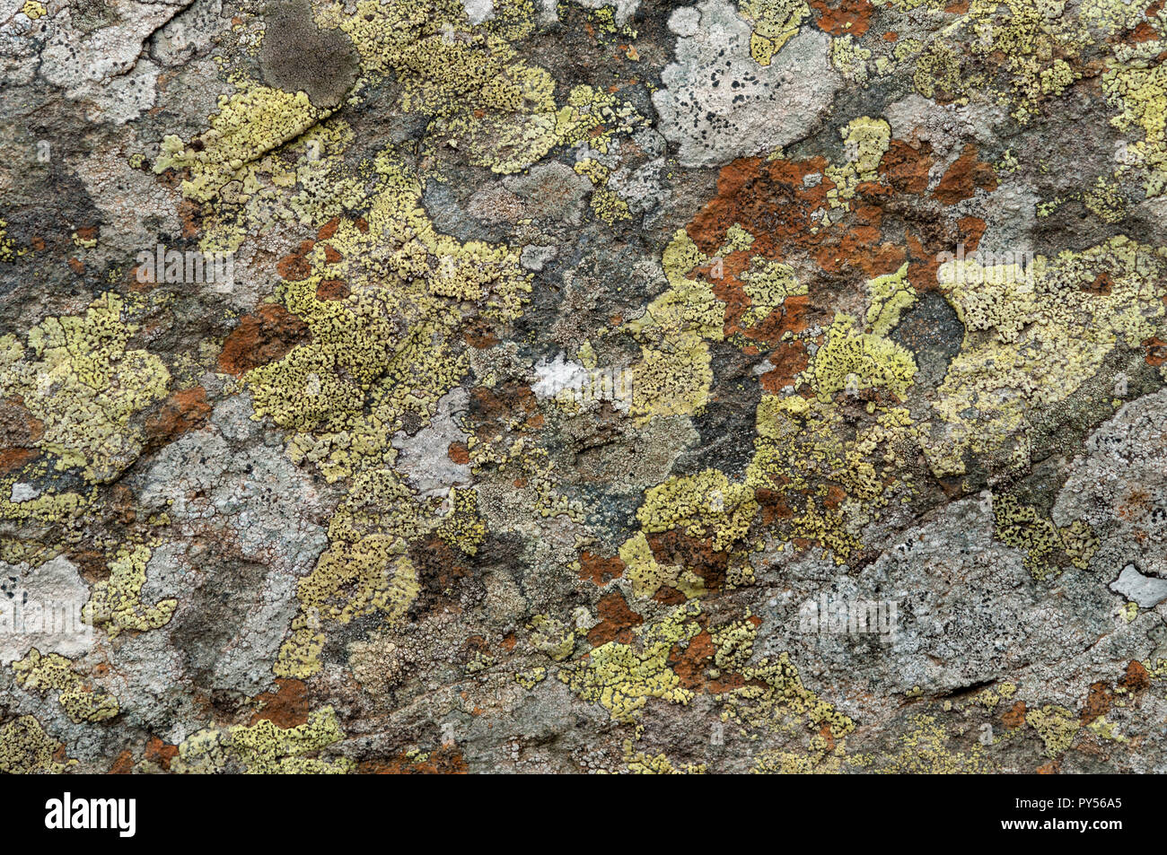 Lichen in stone Stock Photo - Alamy