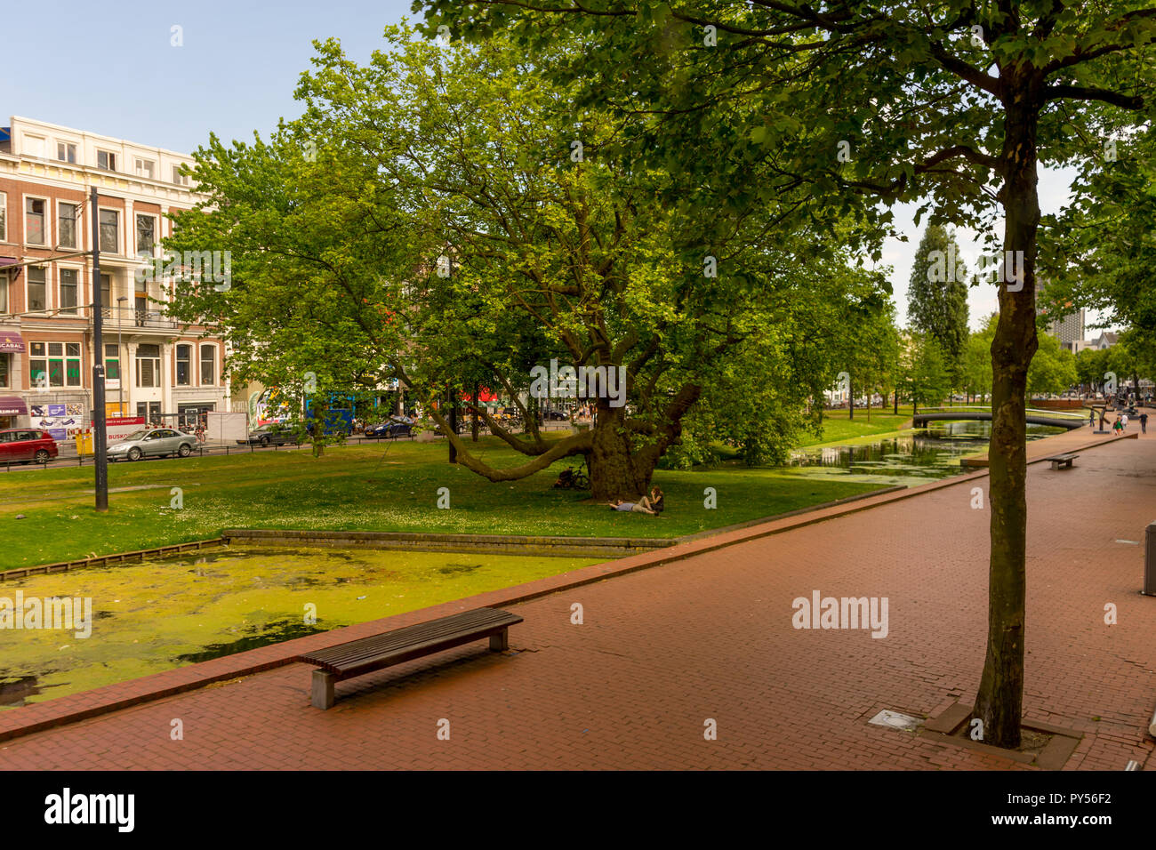 Europe, Netherlands, Rotterdam, a path with trees on the side of the ...