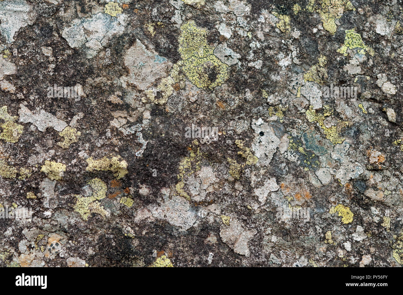 Lichen in stone Stock Photo - Alamy