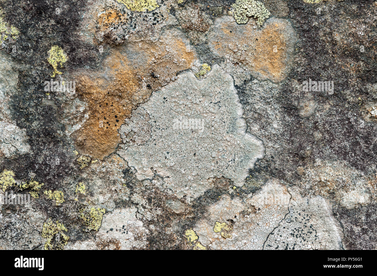 Lichen in stone Stock Photo - Alamy