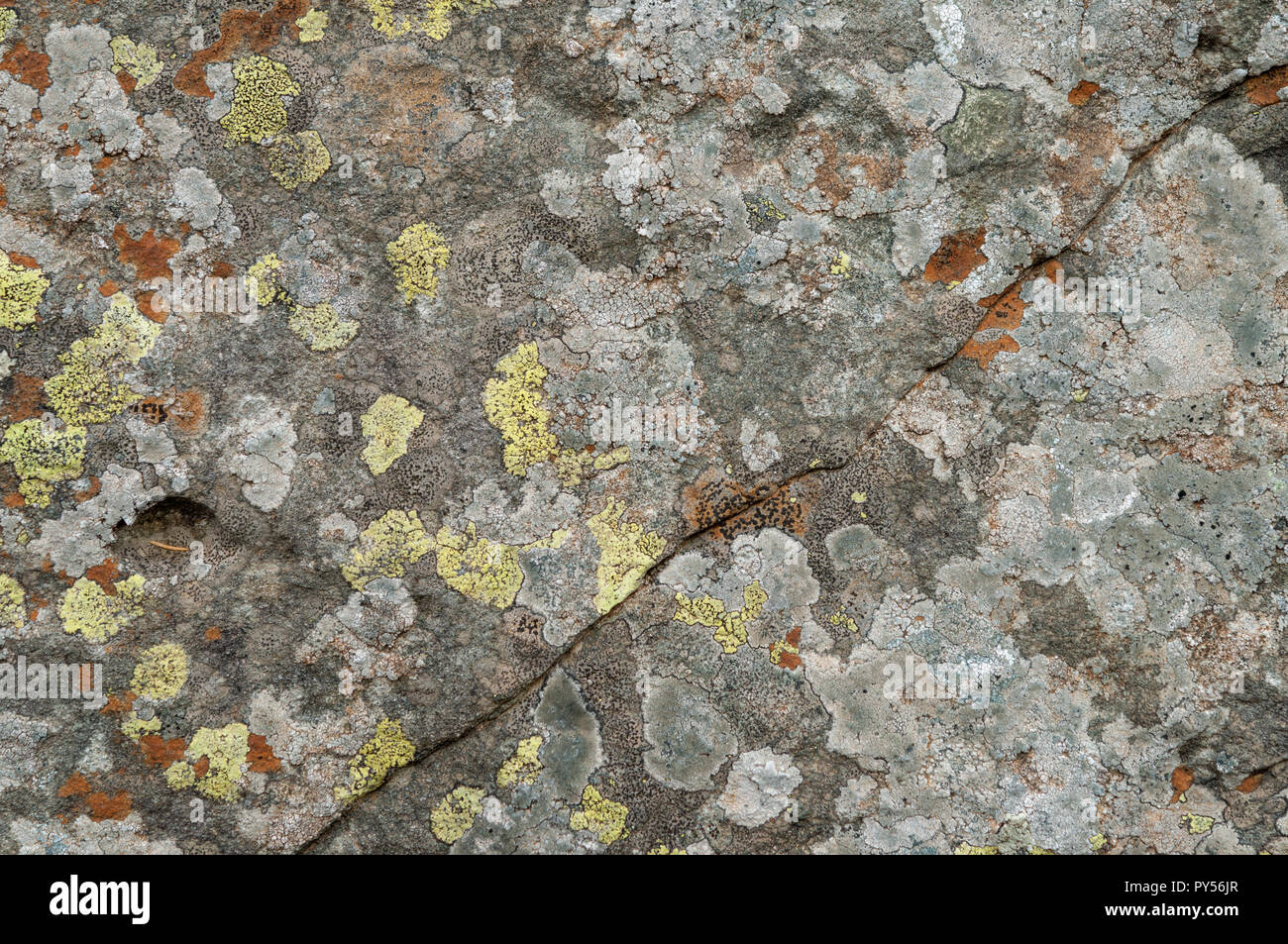 Lichen in stone Stock Photo - Alamy
