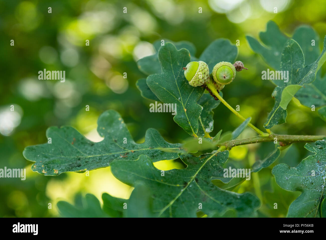 Little young green acorns of English oak tree Stock Photo - Alamy