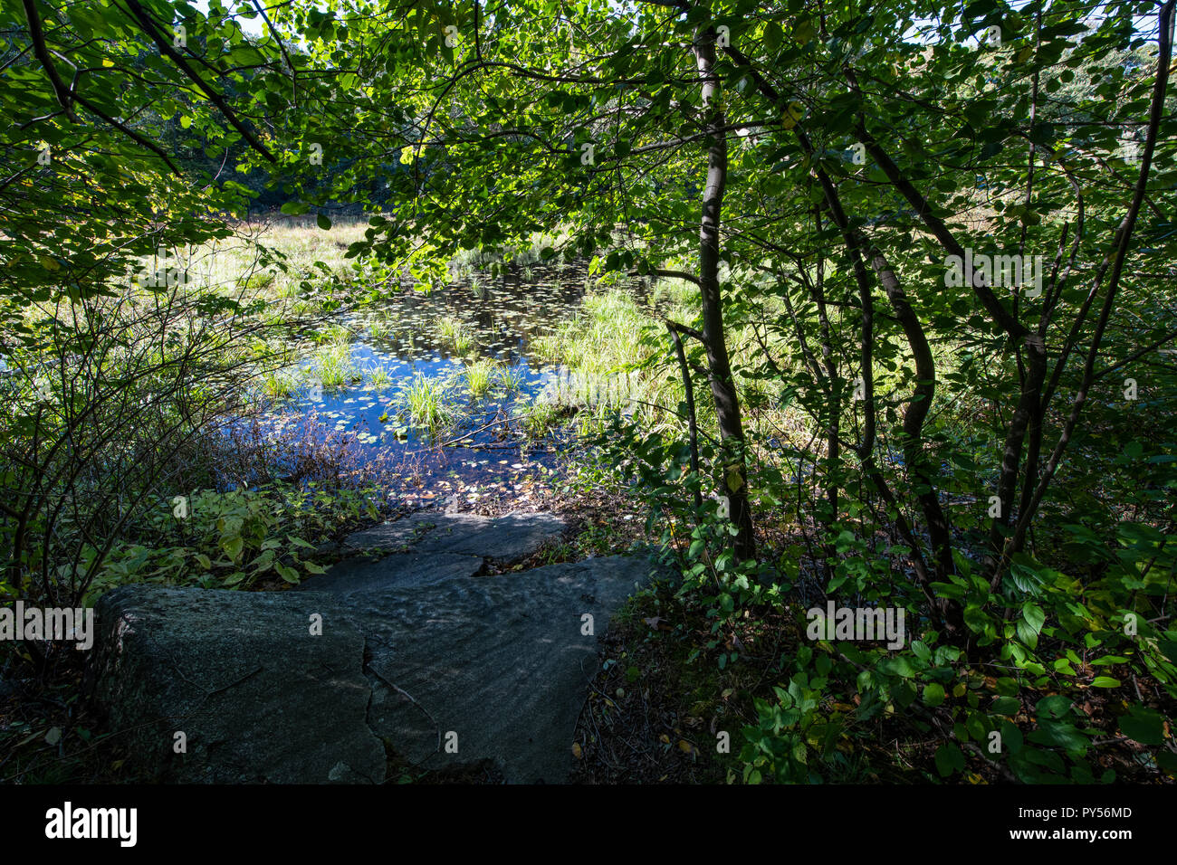 Wooded area by pond Stock Photo - Alamy