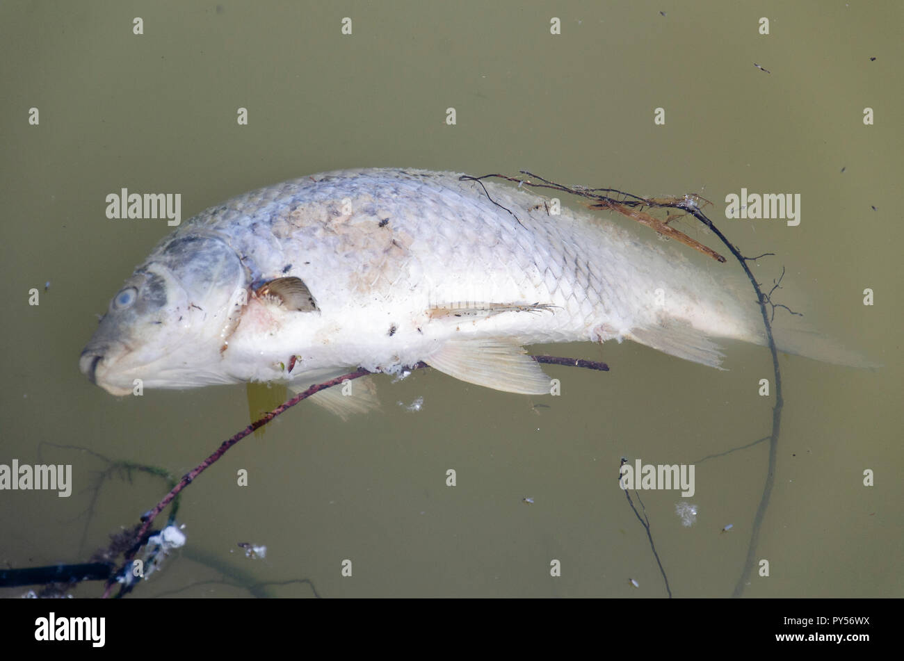a dead fish in the water Stock Photo - Alamy