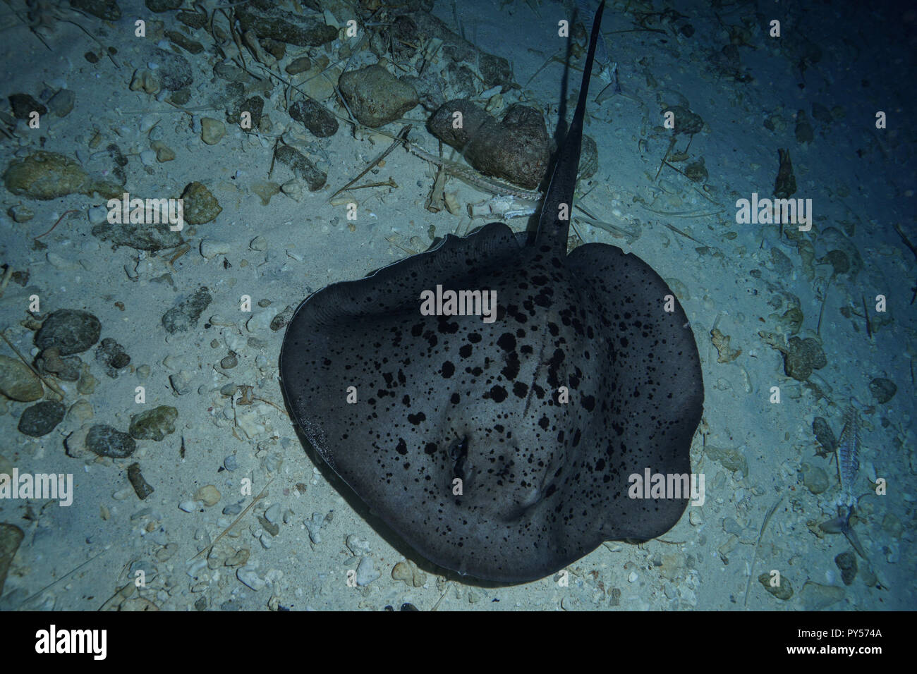 many Stingrays at Stingray city, Maldives Stock Photo - Alamy