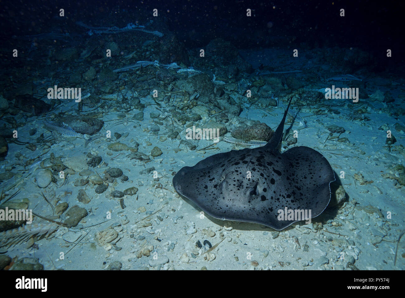 many Stingrays at Stingray city, Maldives Stock Photo - Alamy