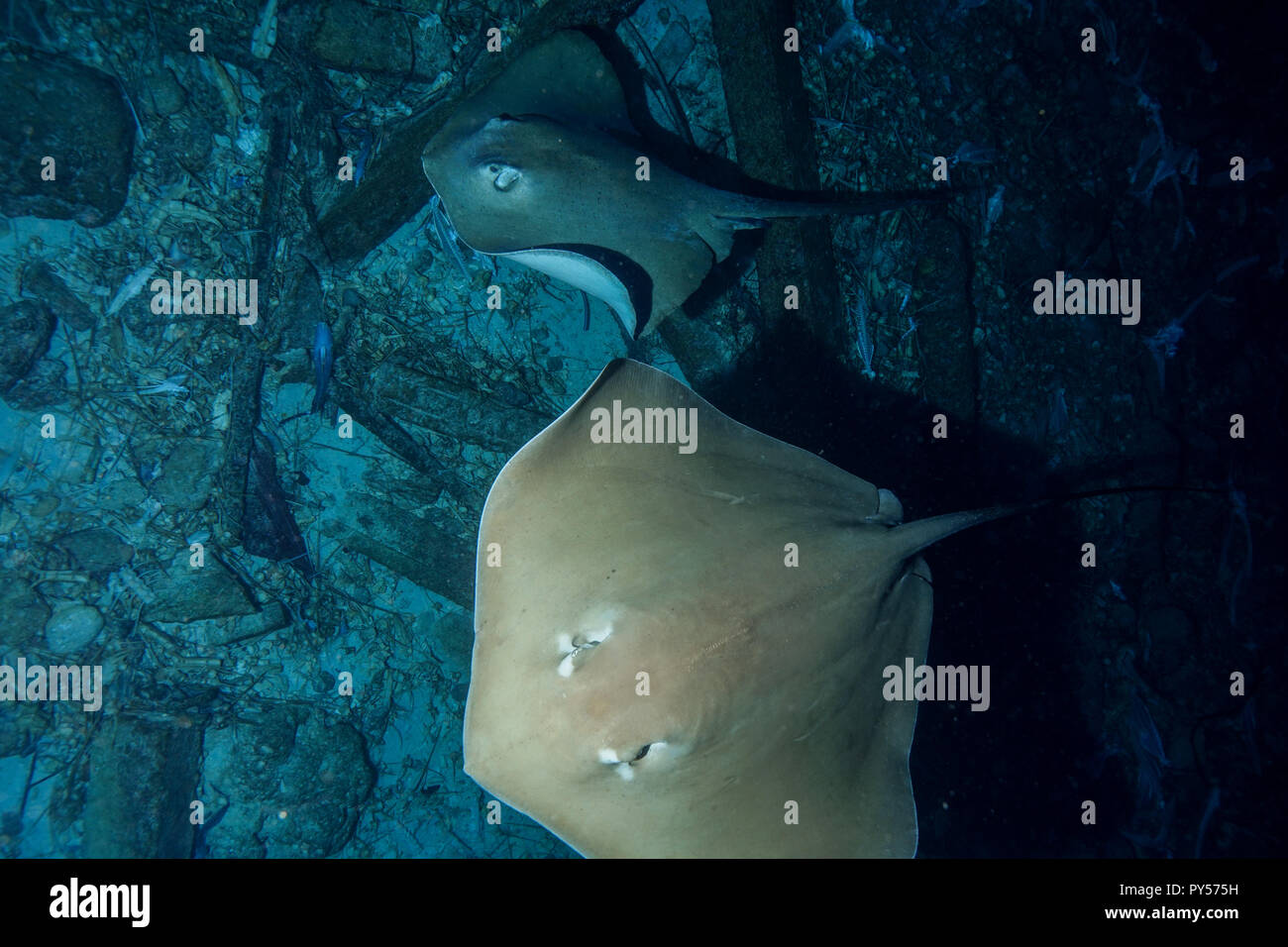 many Stingrays at Stingray city, Maldives Stock Photo - Alamy