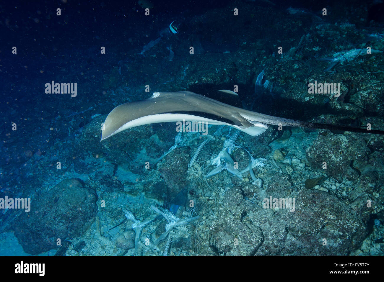 many Stingrays at Stingray city, Maldives Stock Photo - Alamy