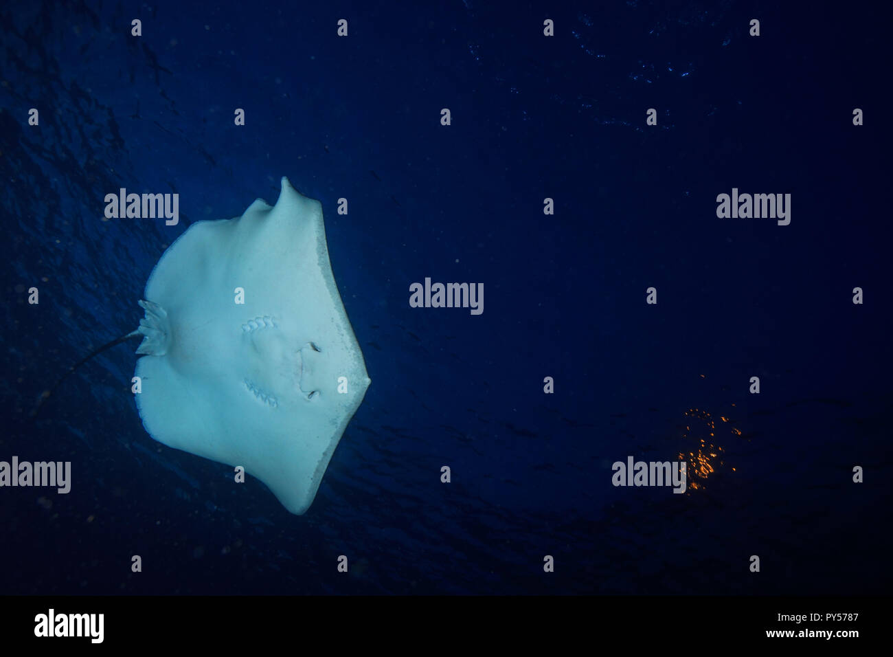 many Stingrays at Stingray city, Maldives Stock Photo - Alamy