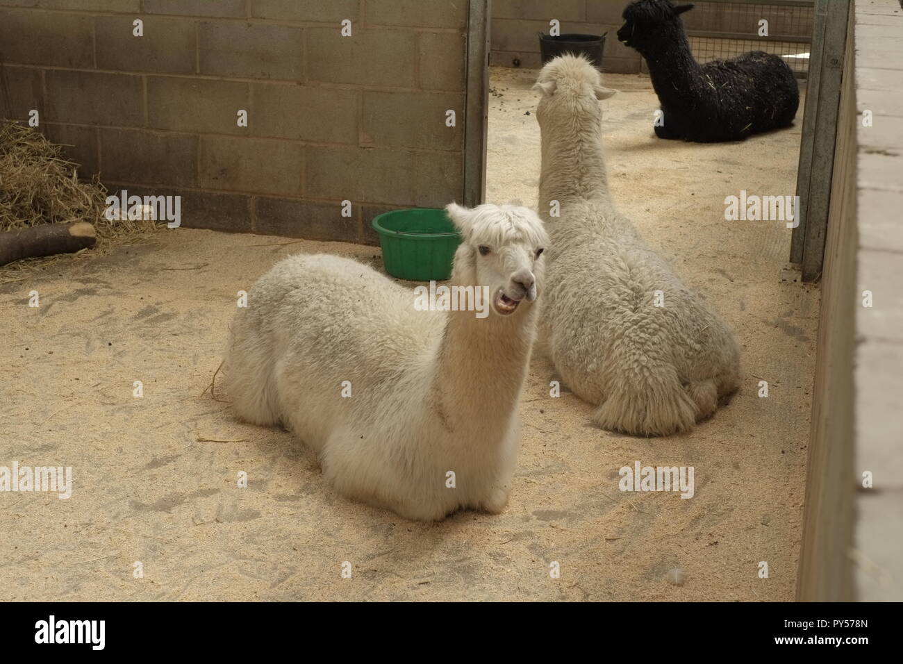 Llamas at Blackpool zoo Stock Photo - Alamy