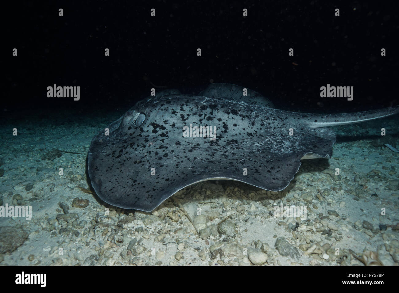 Blue stingrays hi-res stock photography and images - Alamy
