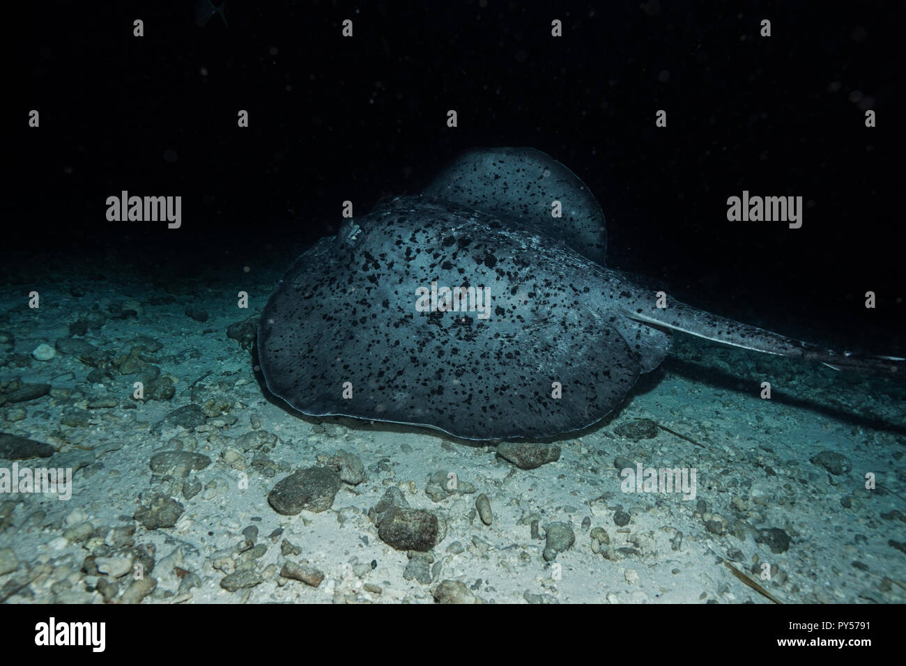 many Stingrays at Stingray city, Maldives Stock Photo - Alamy