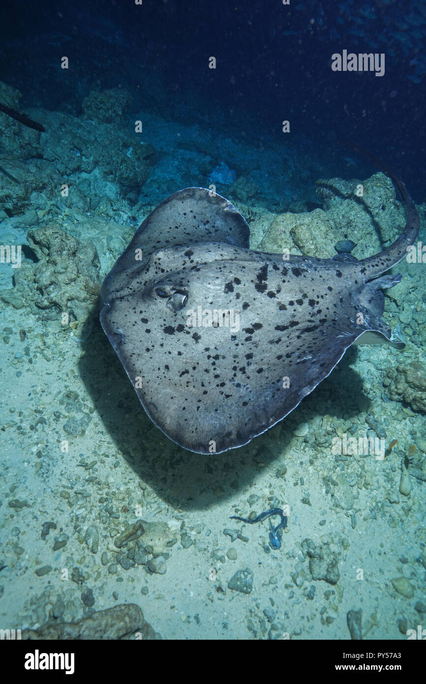 many Stingrays at Stingray city, Maldives Stock Photo - Alamy