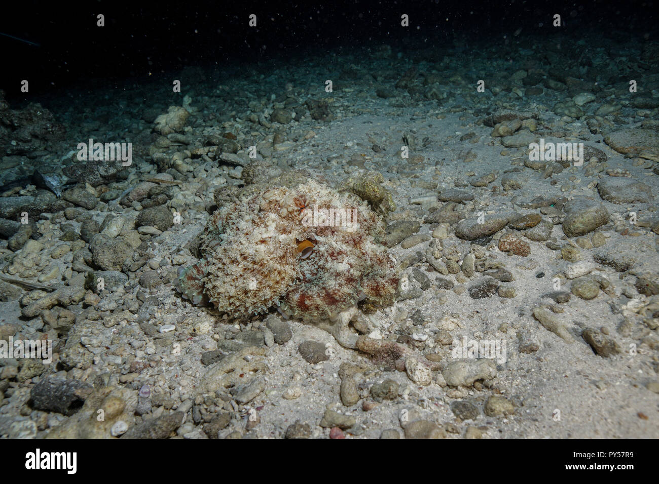 Octopus at Stingray City, Maldives Stock Photo - Alamy