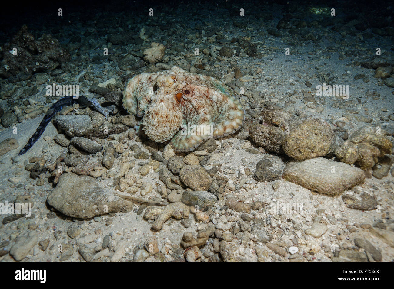 Octopus at Stingray City, Maldives Stock Photo - Alamy