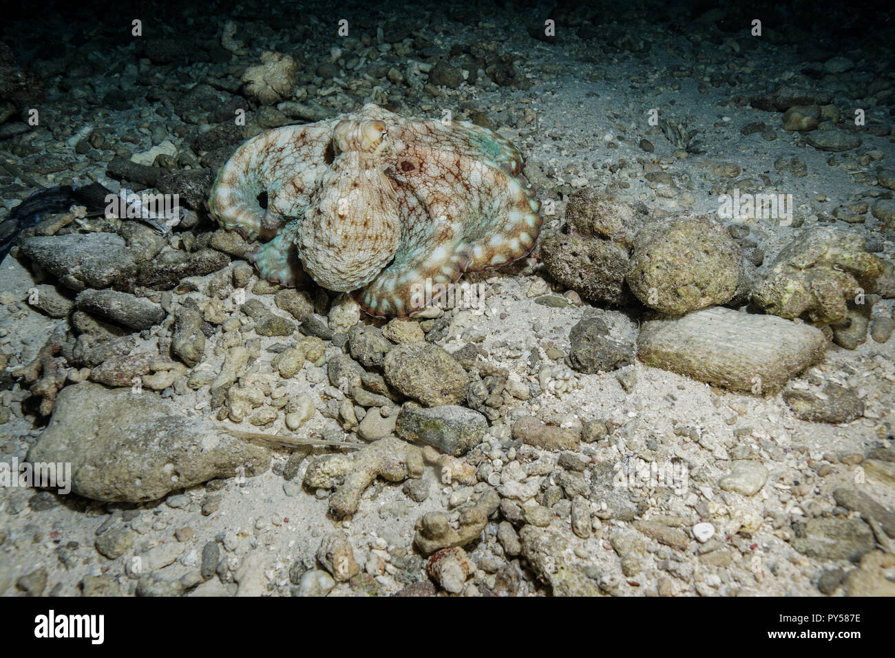 Octopus at Stingray City, Maldives Stock Photo - Alamy