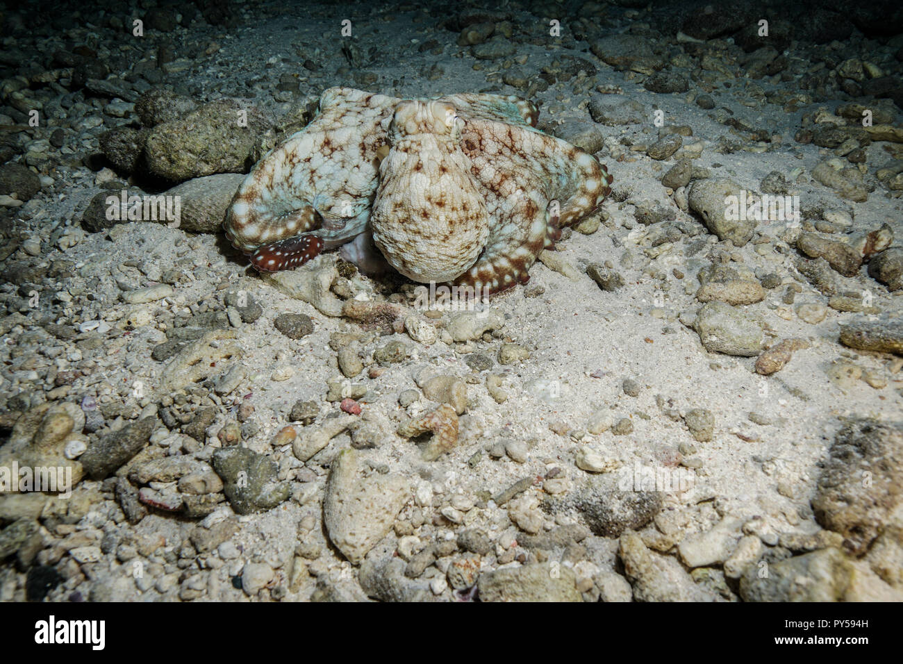 Octopus at Stingray City, Maldives Stock Photo - Alamy