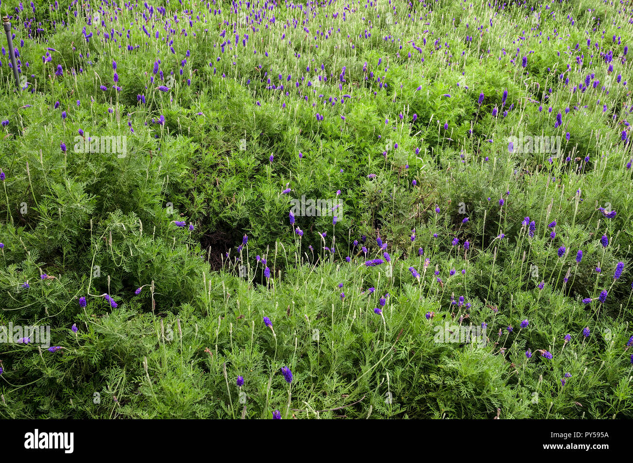 Lavender farm, Cameron highland, Malaysia - Lavender flowers in the ...