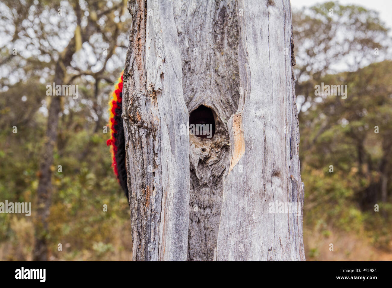 Hide and Seek African Boy Behind the Tree Stock Photo - Alamy