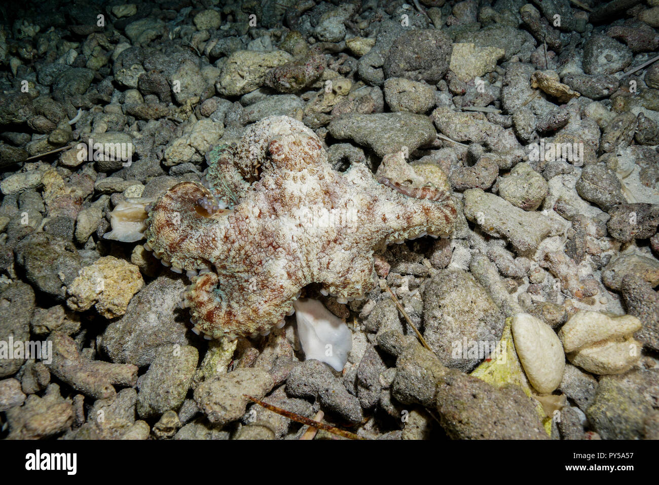 Octopus at Stingray City, Maldives Stock Photo - Alamy