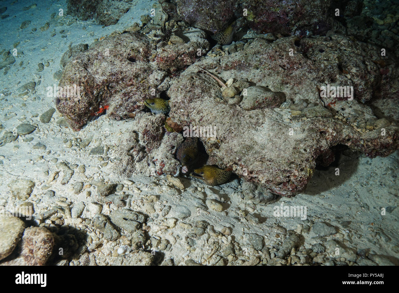 5 eels at Stingray City, Maldives Stock Photo - Alamy