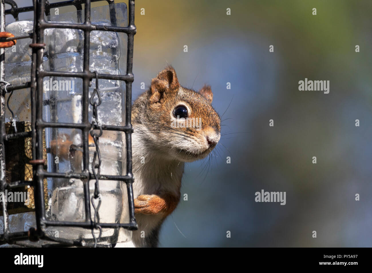 Tamia Rayé, Chipmunk Estrie Québec Canada Automne Stock Photo - Alamy