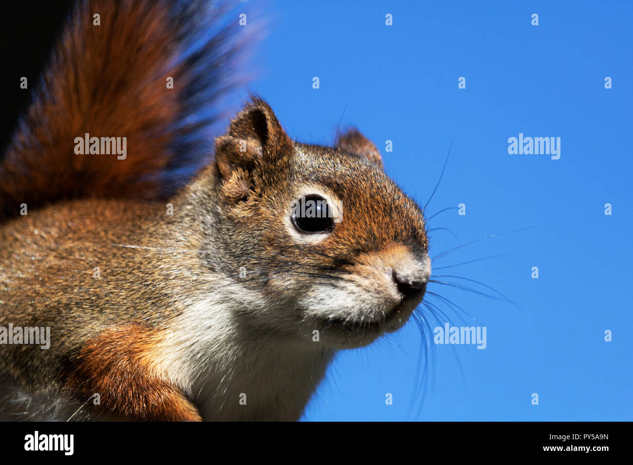 Tamia Rayé, Chipmunk Estrie Québec Canada Automne Stock Photo - Alamy