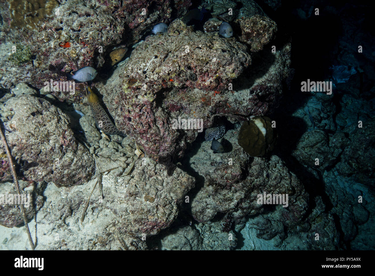 5 eels at Stingray City, Maldives Stock Photo - Alamy