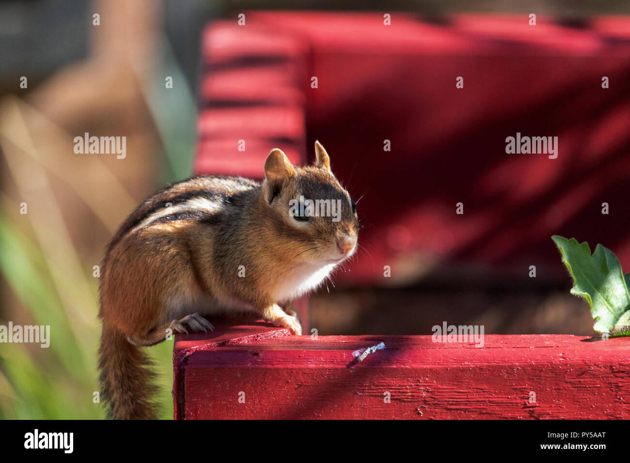 Tamia hi-res stock photography and images - Alamy