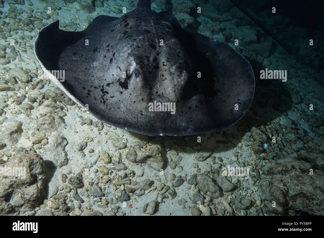 many Stingrays at Stingray city, Maldives Stock Photo - Alamy