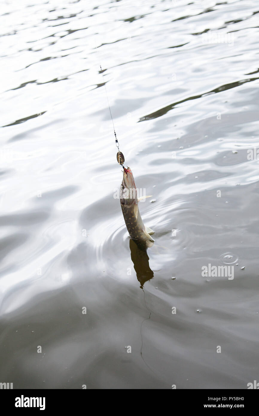 Freshwater Northern pike fish know as Esox Lucius with lure in mouth in ...