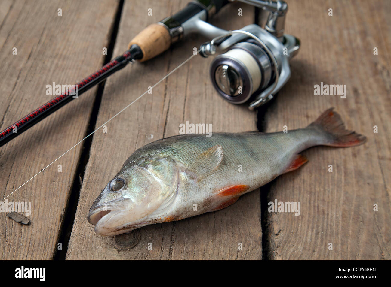 Freshwater perch and fishing rod with reel lying on vintage wooden ...