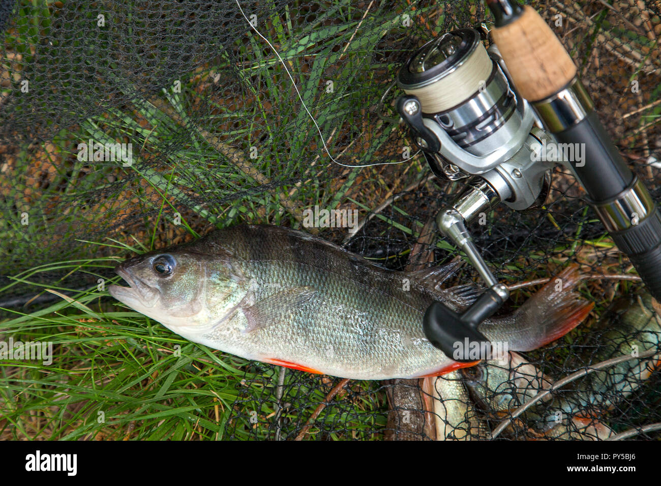 Freshwater perch and fishing rod with reel lying on landing net ...